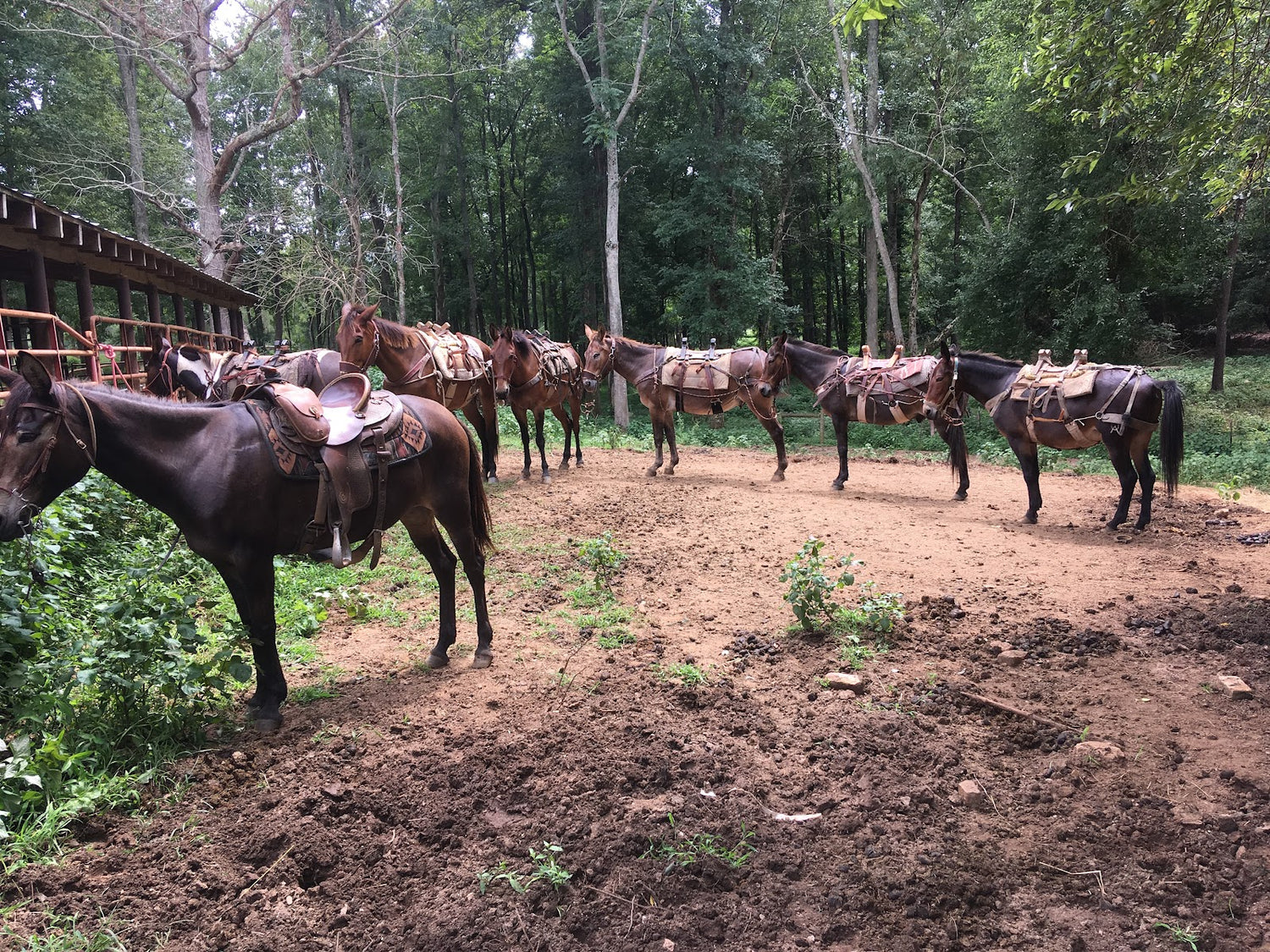 Mountain Mule Packers Ranch Online Store